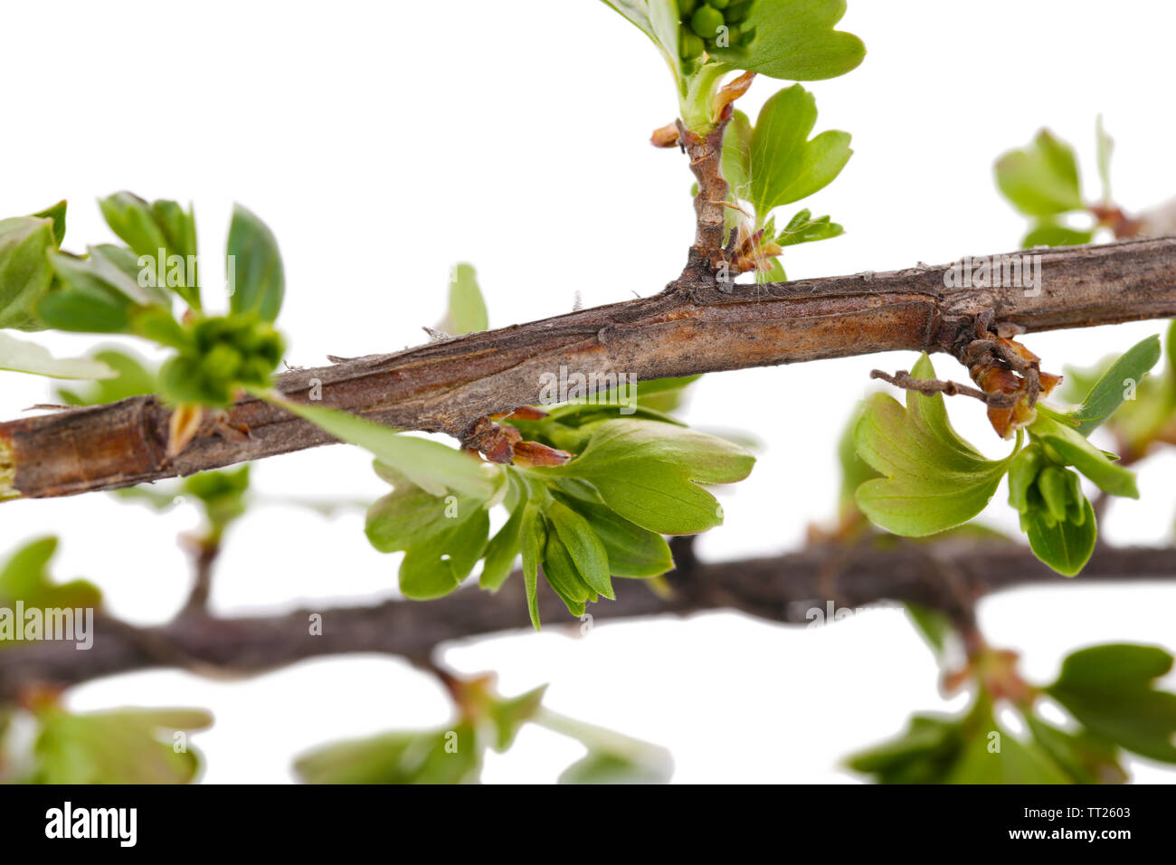 Leaf bud isolated on white Stock Photo - Alamy