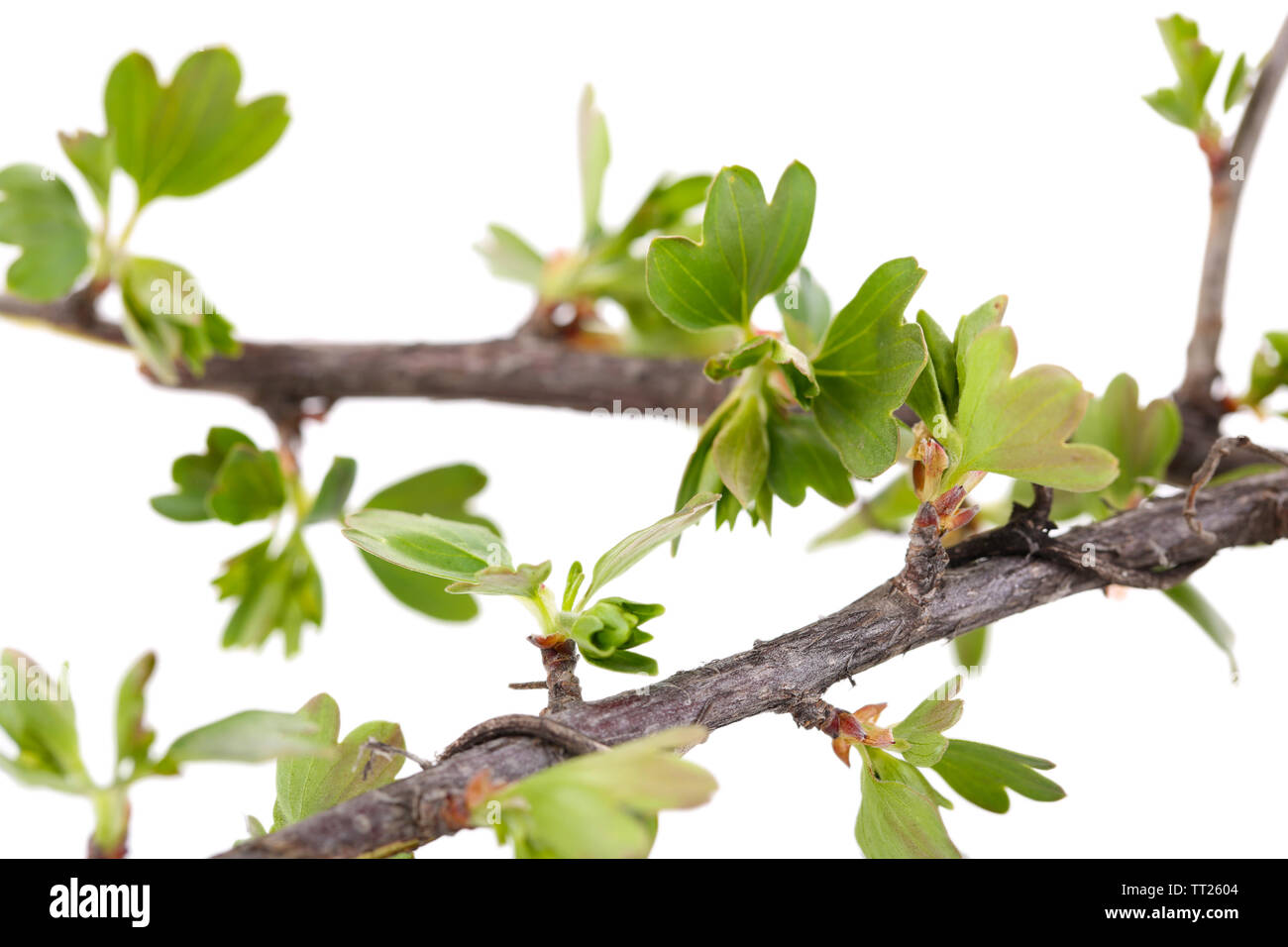 Leaf bud isolated on white Stock Photo - Alamy
