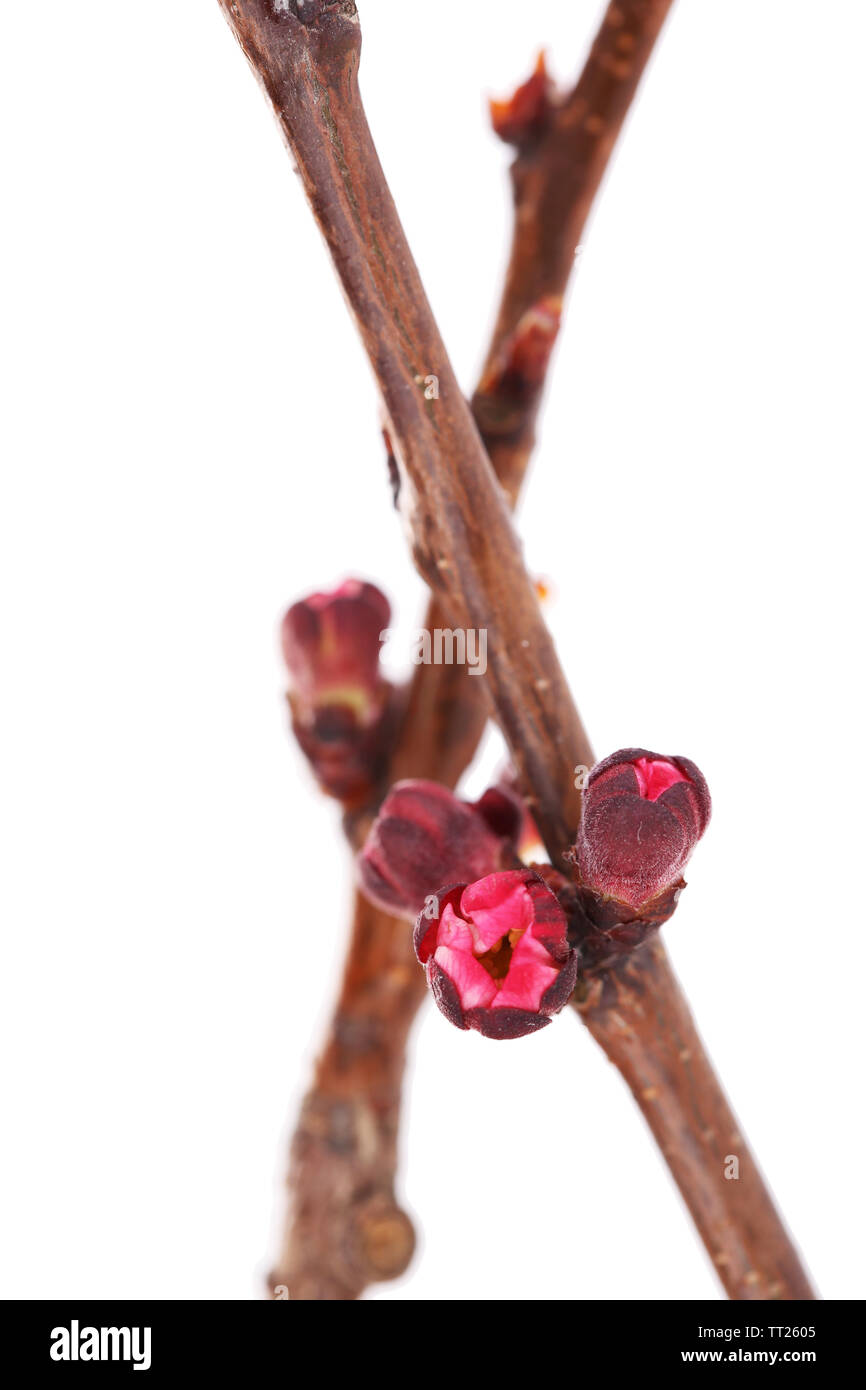 Leaf bud isolated on white Stock Photo - Alamy