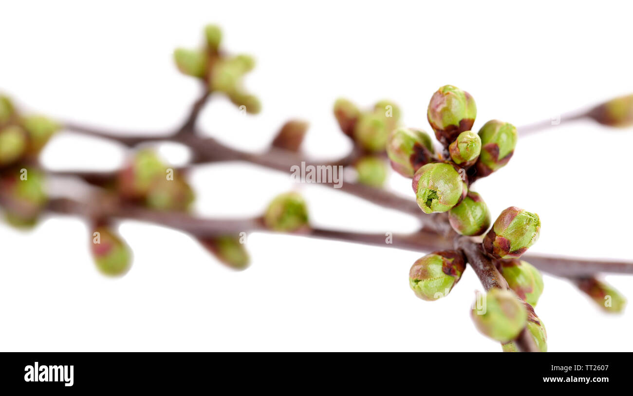 Leaf bud isolated on white Stock Photo - Alamy