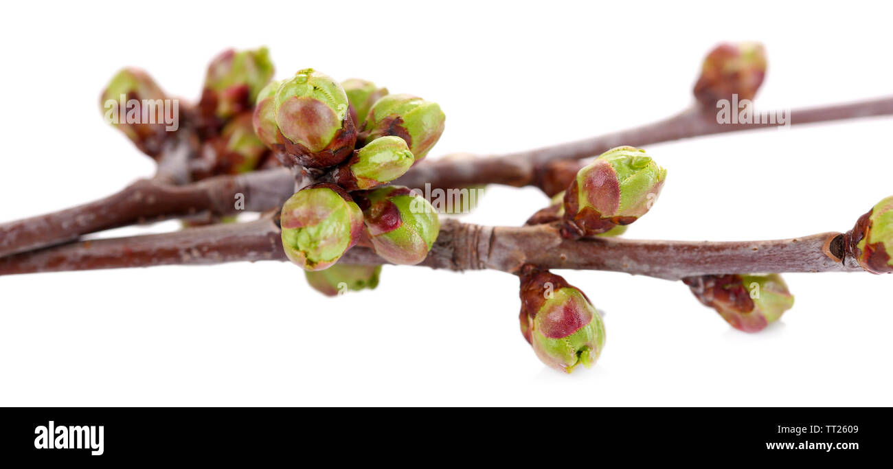 Leaf bud isolated on white Stock Photo - Alamy