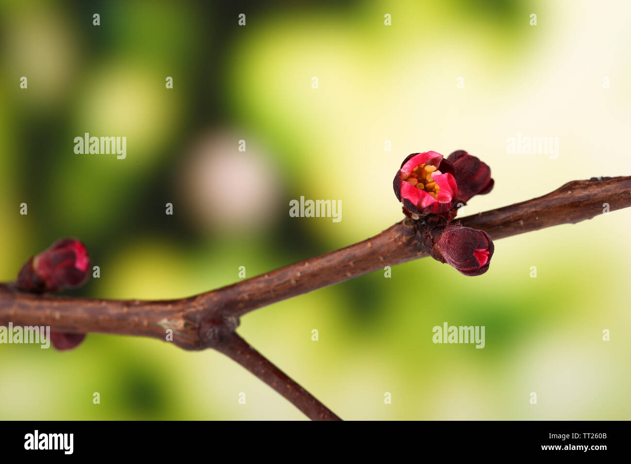 Leaf bud on bright background Stock Photo - Alamy
