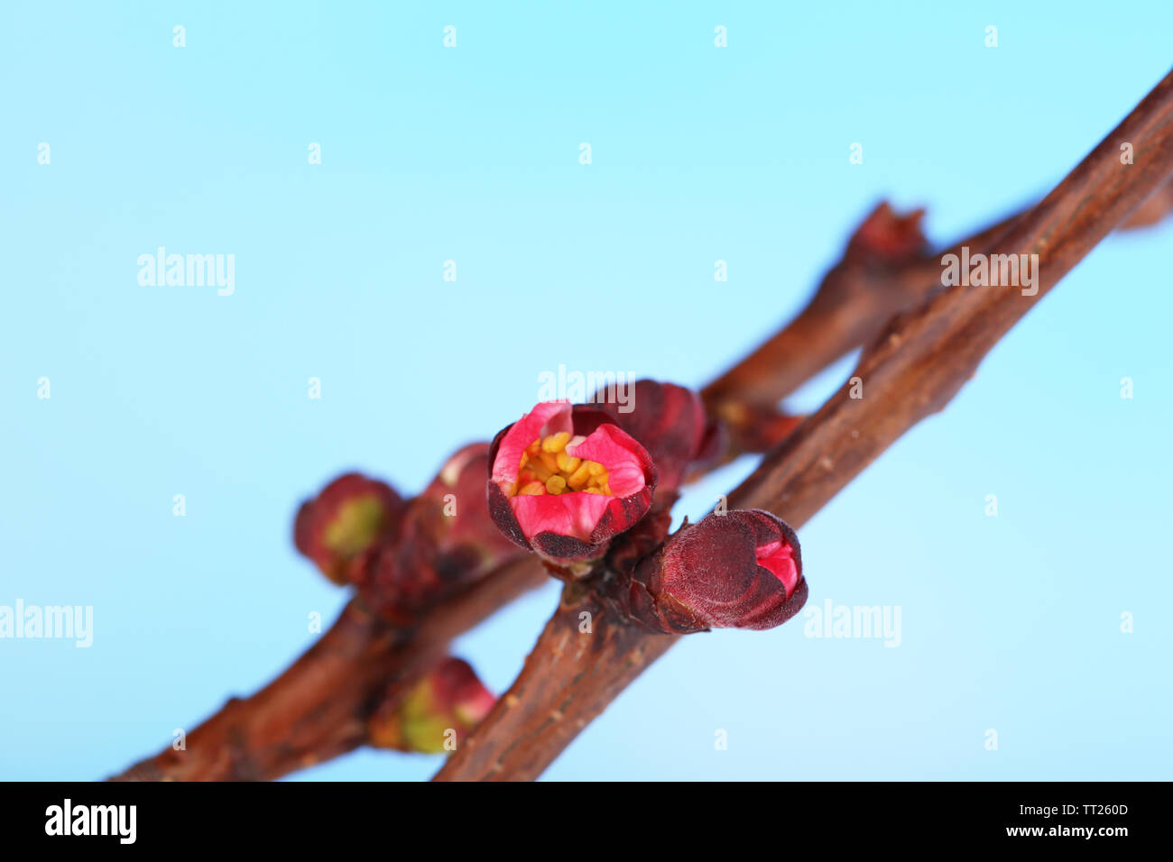 Leaf bud on bright background Stock Photo - Alamy
