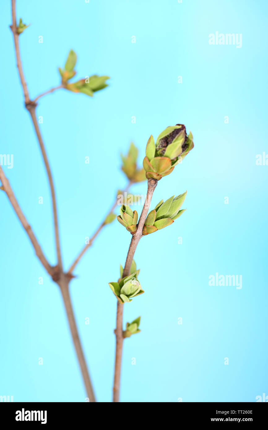 Leaf bud on blue background Stock Photo - Alamy