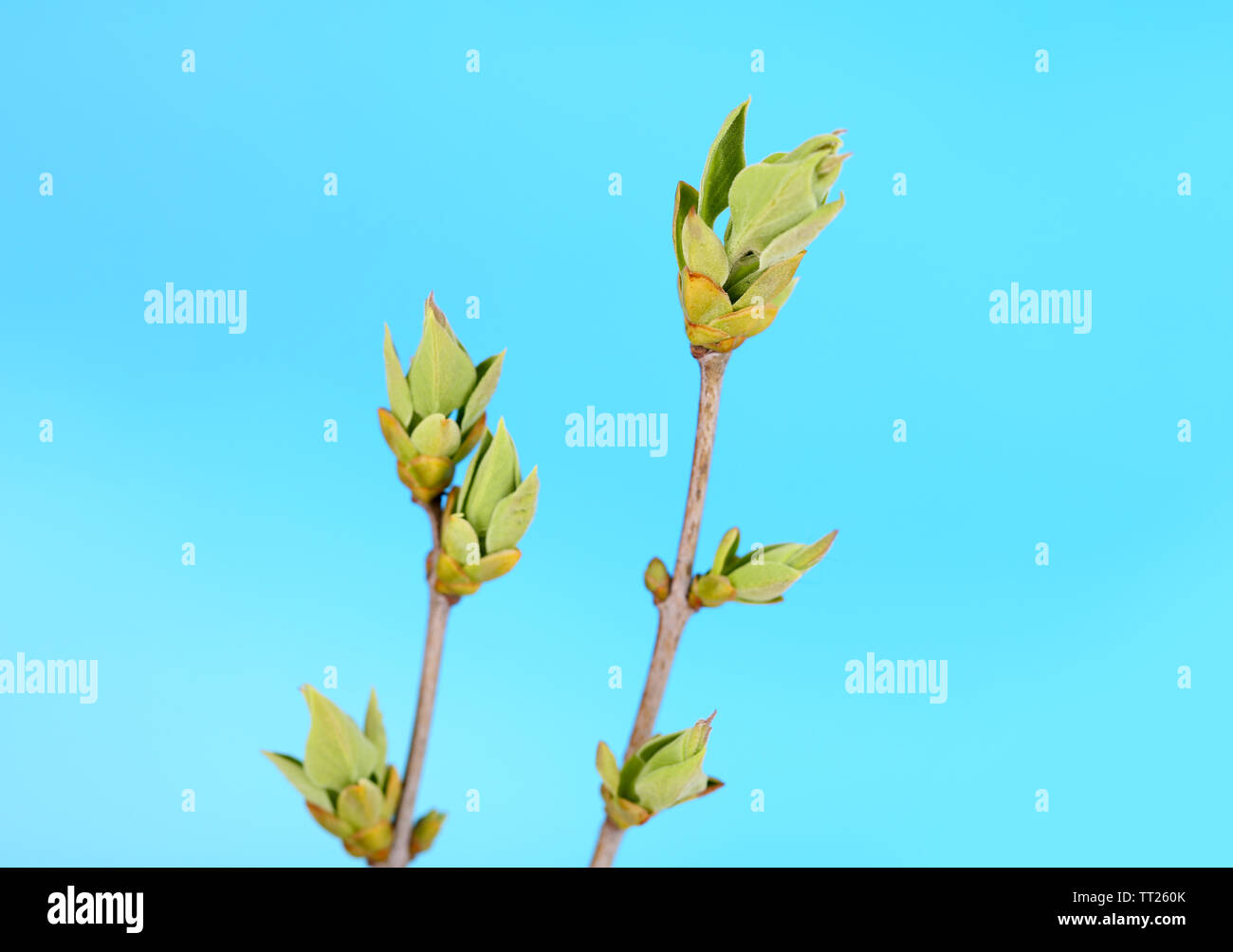 Leaf bud on blue background Stock Photo - Alamy