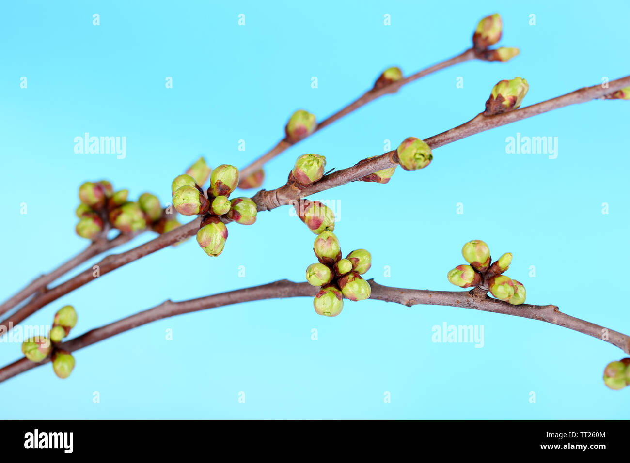 Leaf bud on blue background Stock Photo - Alamy