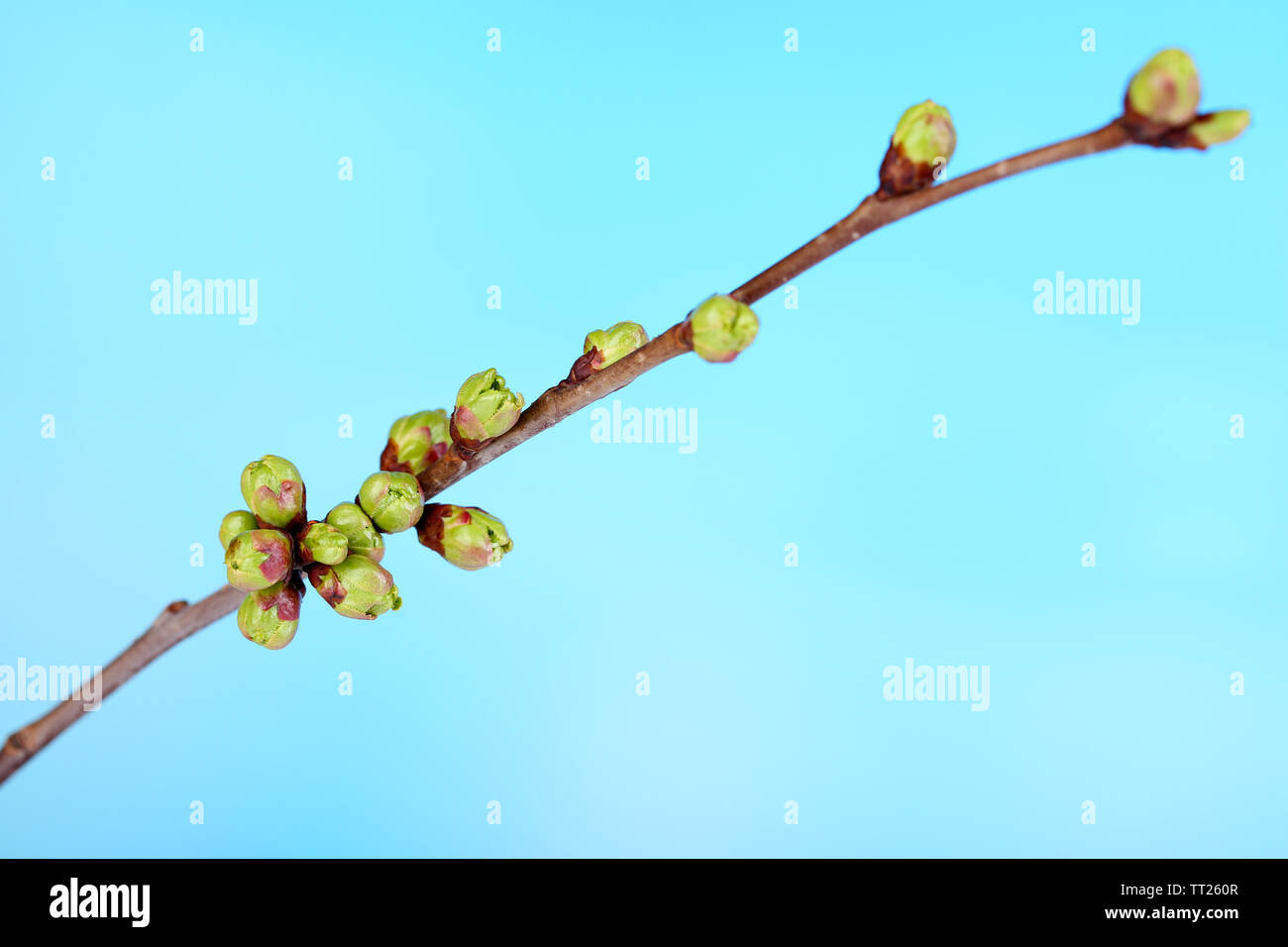 Leaf bud on blue background Stock Photo - Alamy
