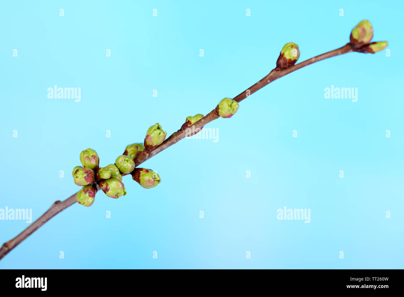 Leaf bud on blue background Stock Photo - Alamy