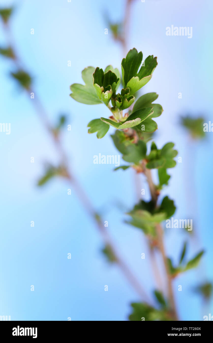 Leaf bud on bright background Stock Photo - Alamy