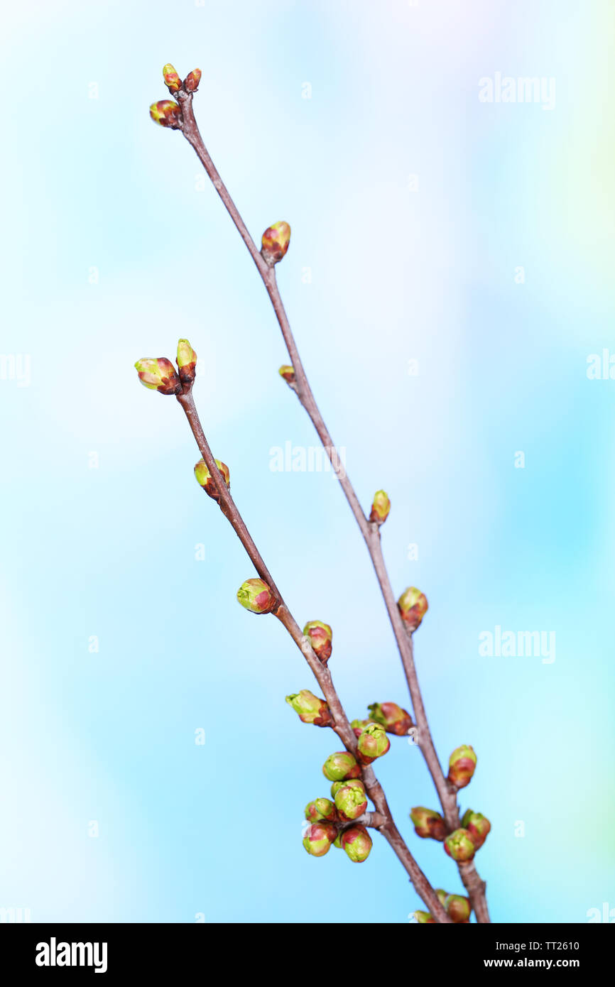 Leaf bud on bright background Stock Photo - Alamy