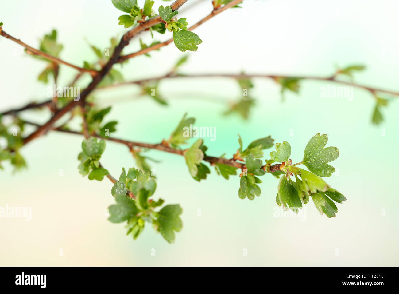 Leaf bud on bright background Stock Photo - Alamy