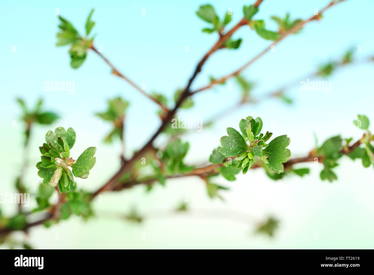 Leaf bud on bright background Stock Photo - Alamy