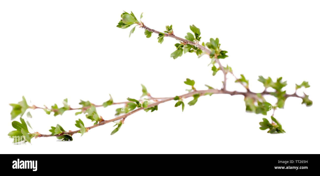 Leaf bud isolated on white Stock Photo - Alamy