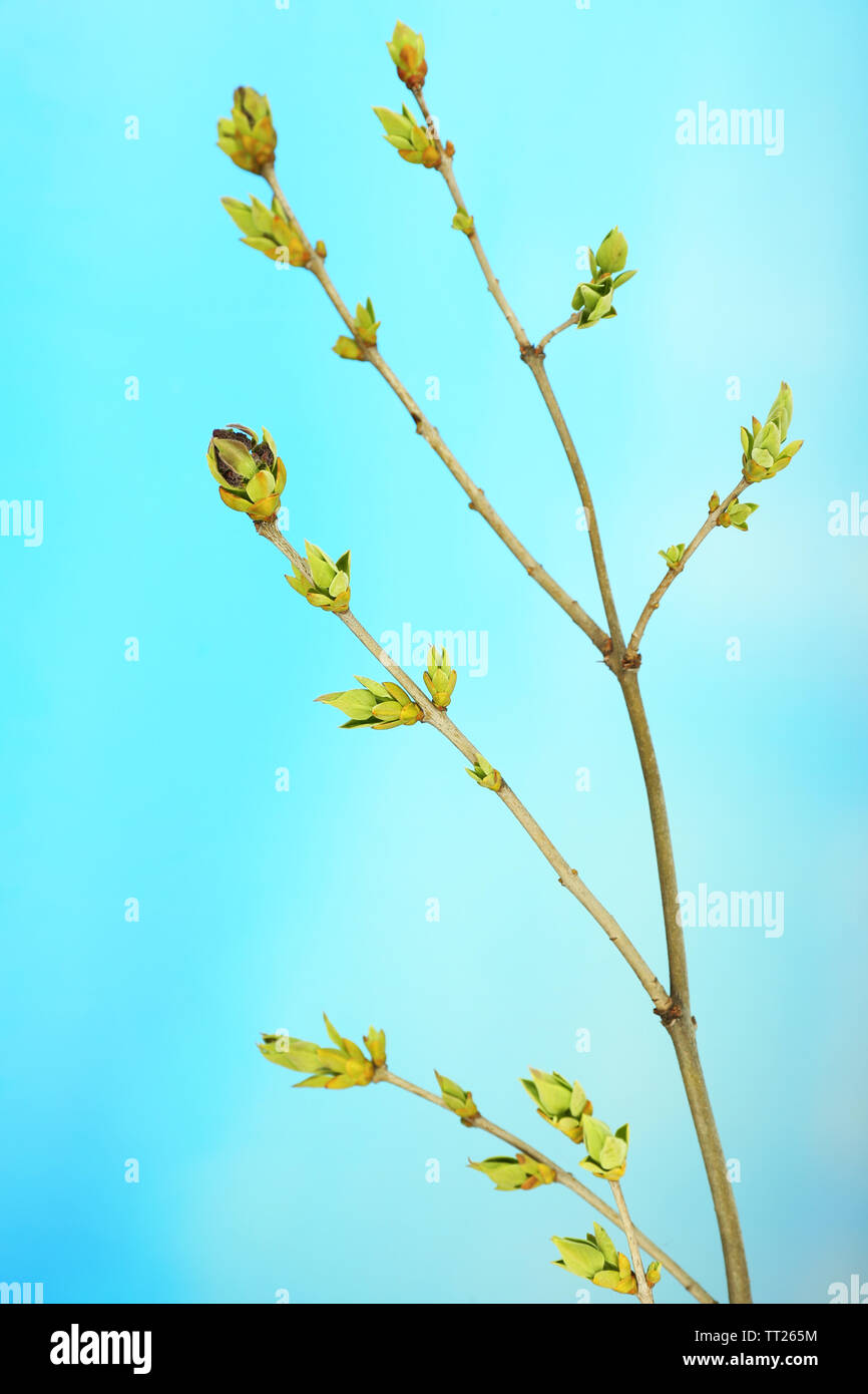 Leaf bud on blue background Stock Photo - Alamy