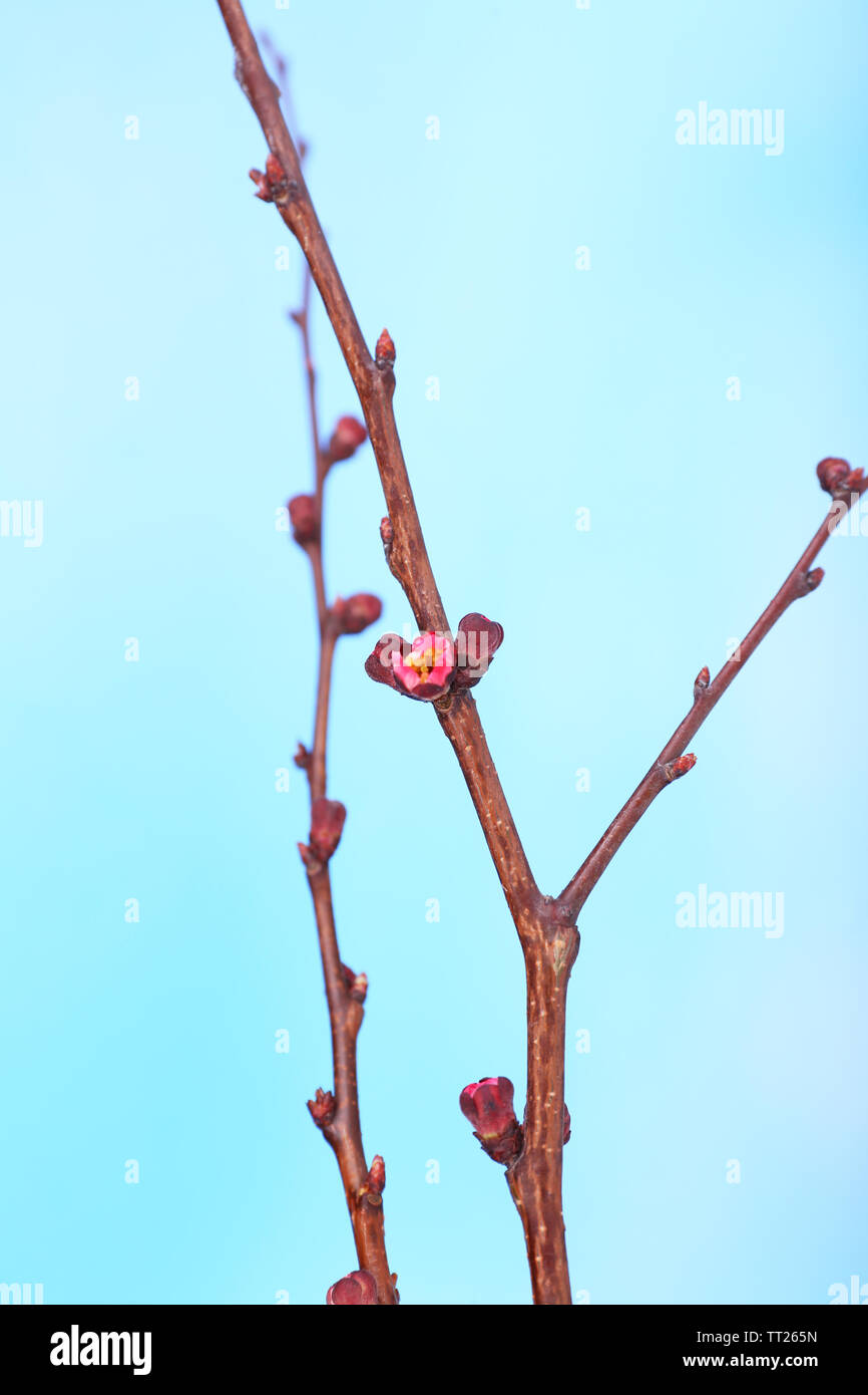 Leaf bud on blue background Stock Photo - Alamy