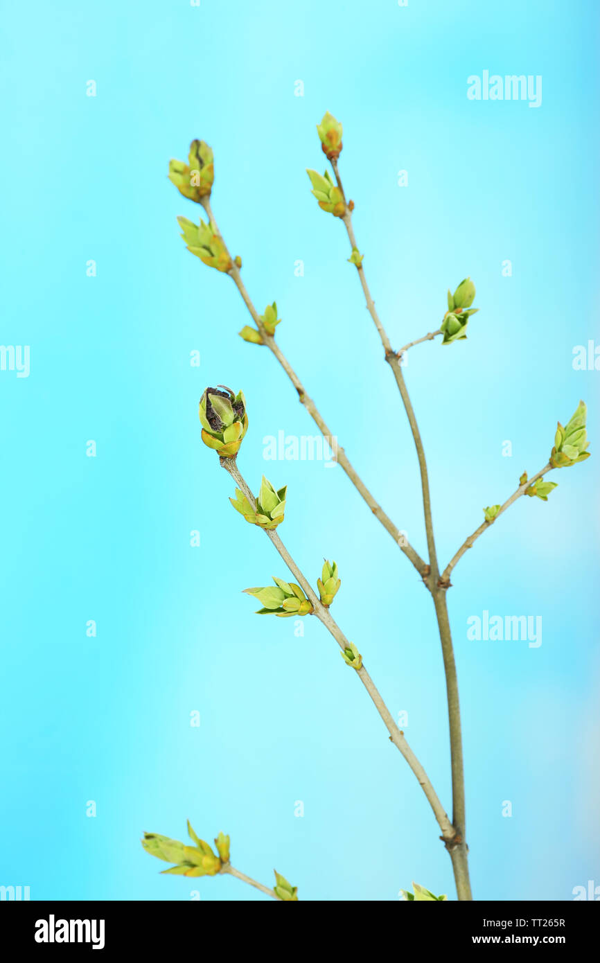 Leaf bud on blue background Stock Photo - Alamy