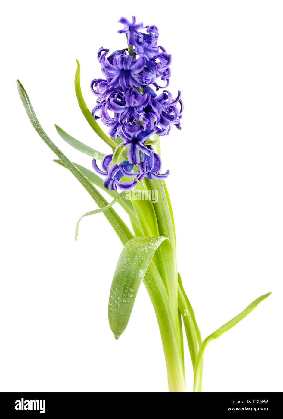 Beautiful hyacinth isolated on white Stock Photo - Alamy