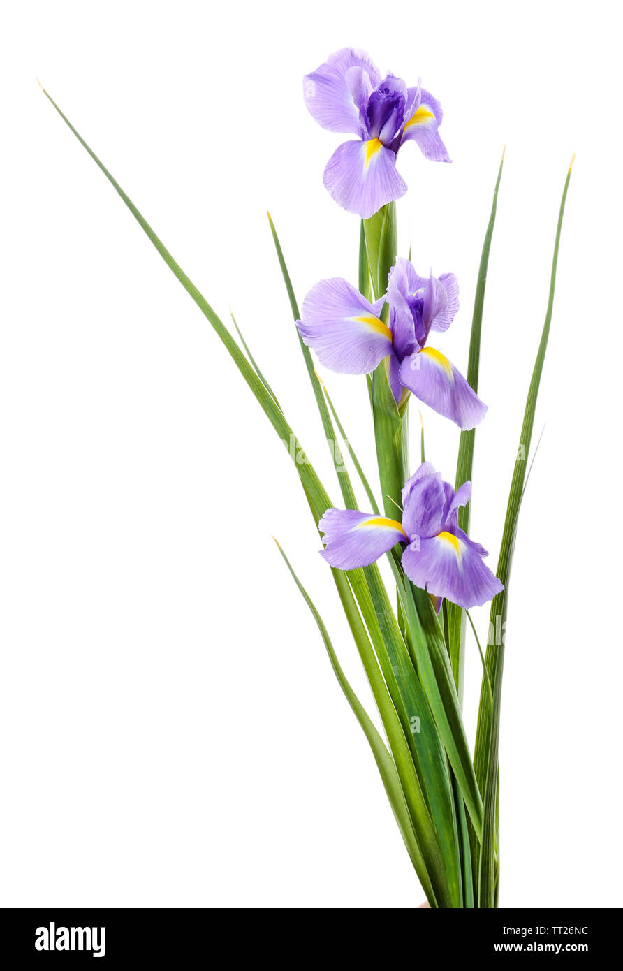 Beautiful iris flower isolated on white Stock Photo - Alamy
