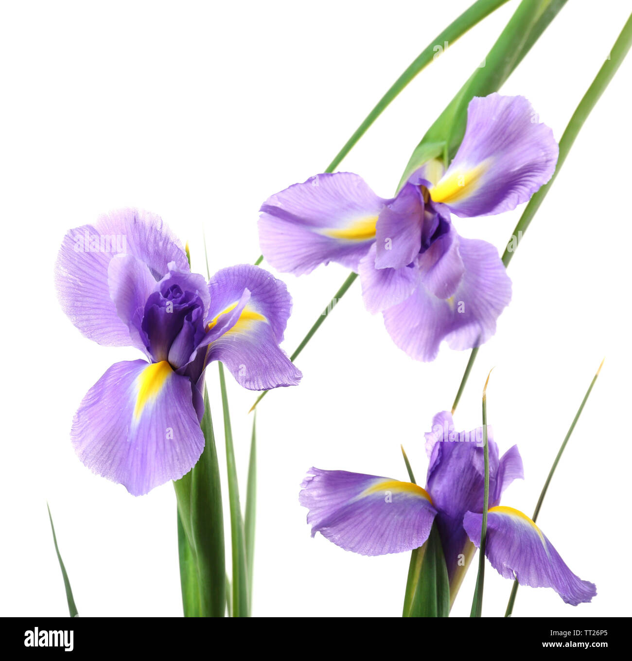 Iris flower arrangement Cut Out Stock Images & Pictures - Alamy