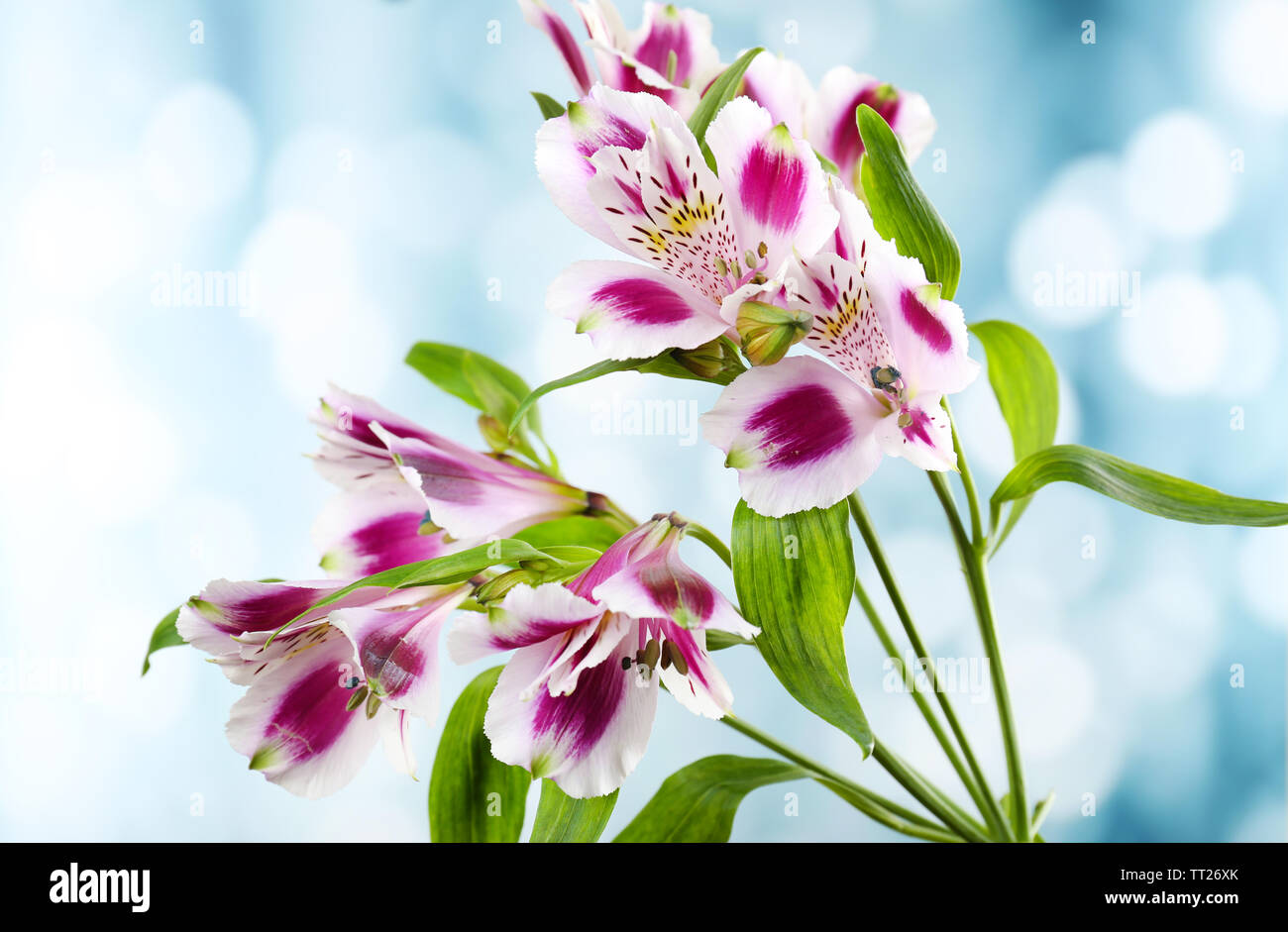 Alstroemeria flowers on bright background Stock Photo - Alamy