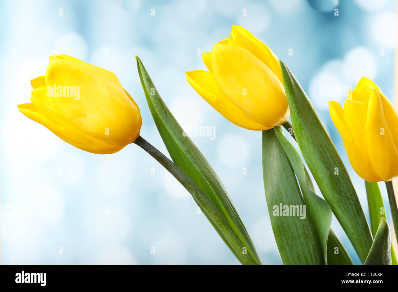 Beautiful tulips on bright background Stock Photo - Alamy