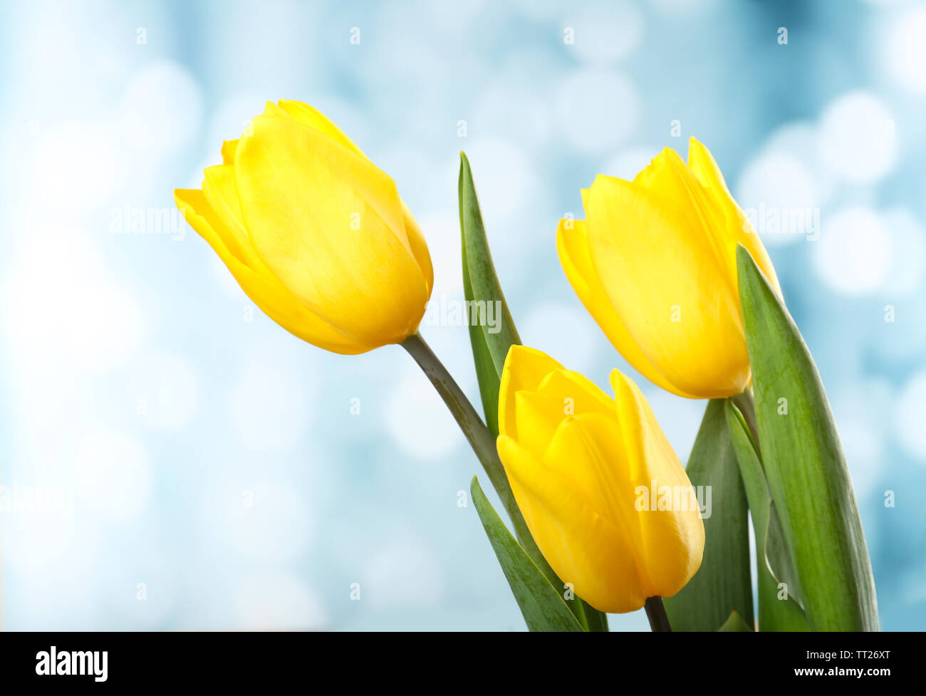 Beautiful tulips on bright background Stock Photo - Alamy