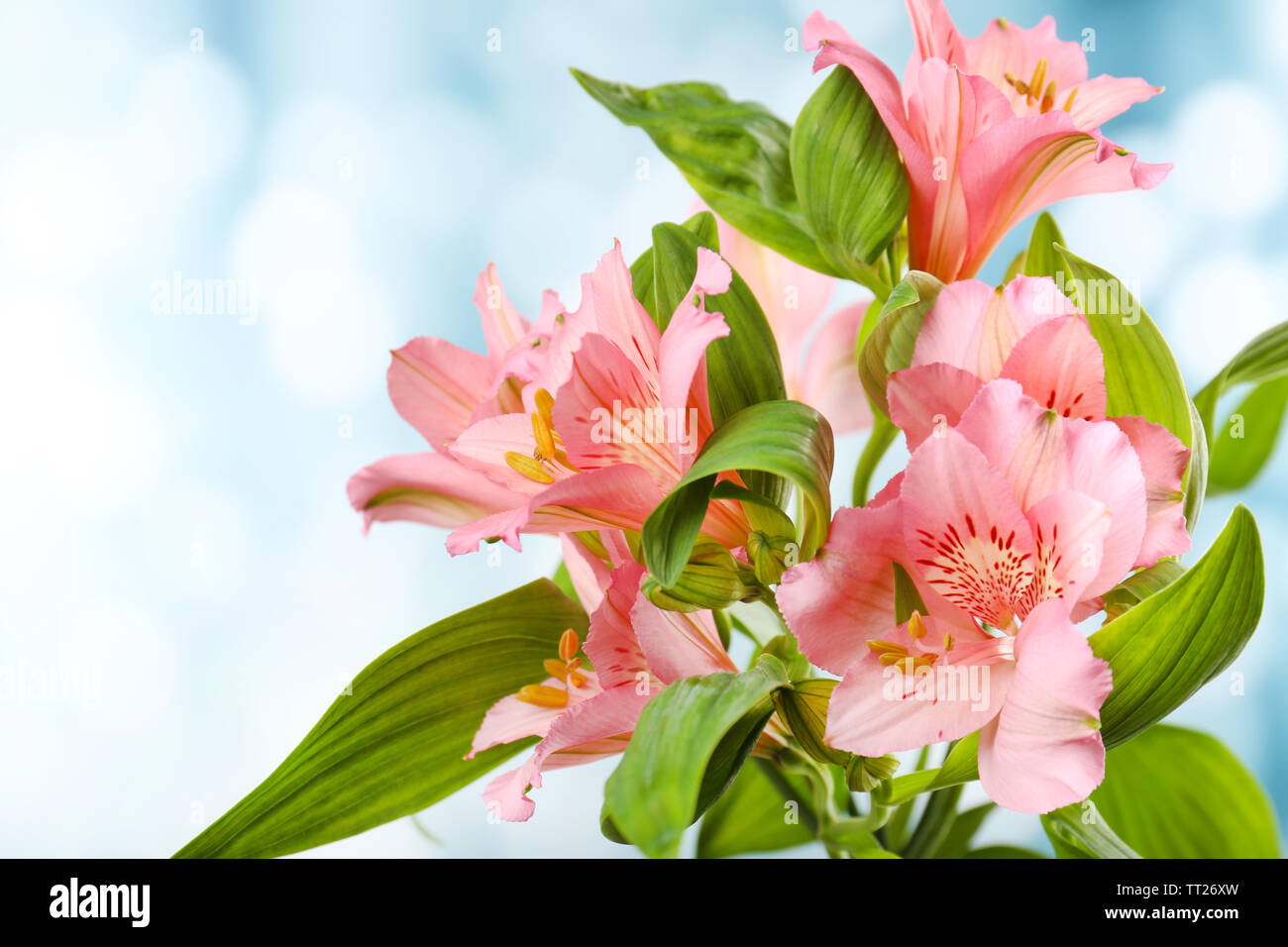 Alstroemeria flowers on bright background Stock Photo - Alamy