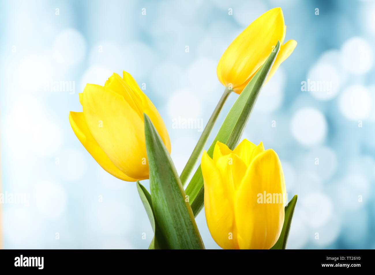 Beautiful tulips on bright background Stock Photo - Alamy