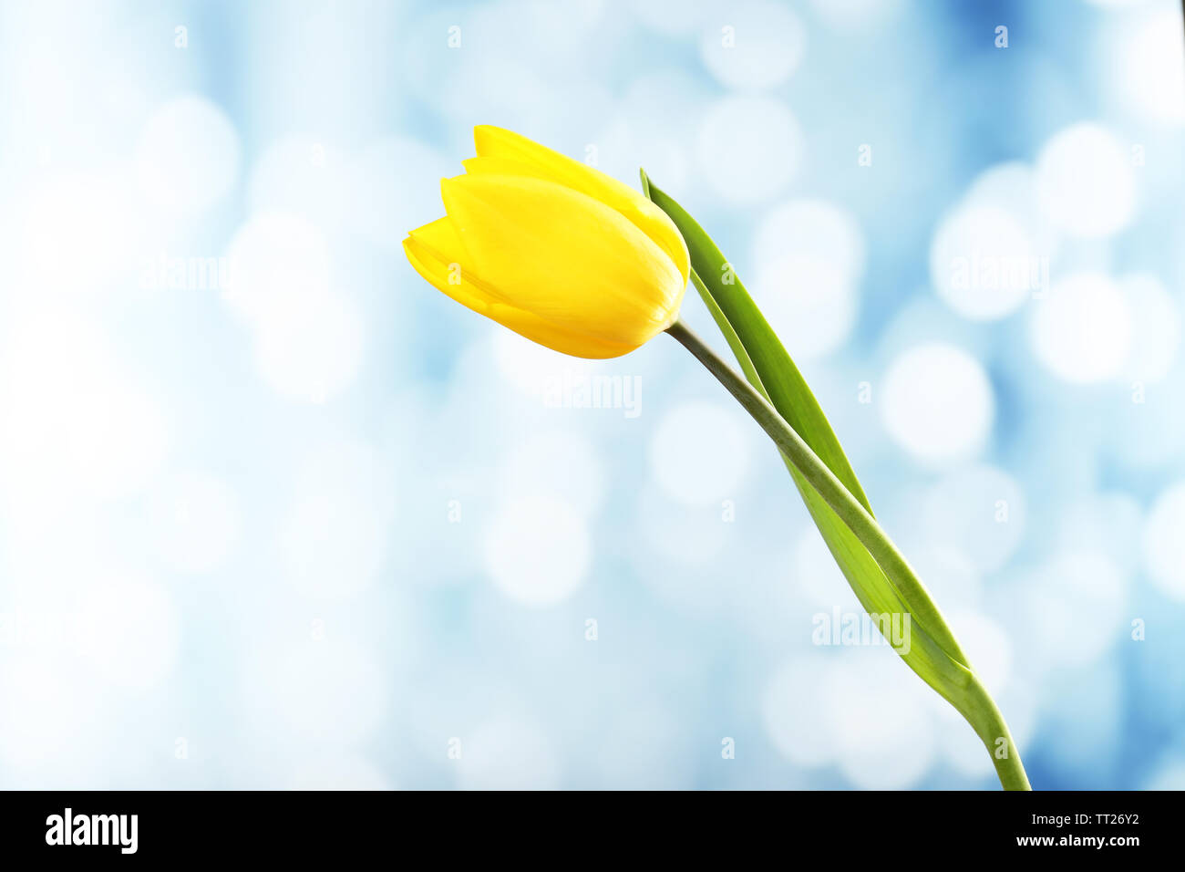 Beautiful tulip on bright background Stock Photo - Alamy