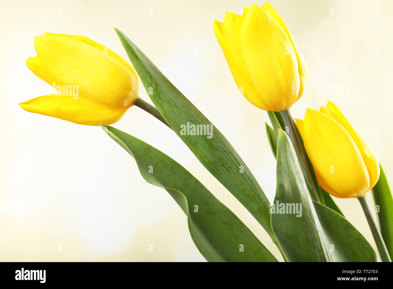 Beautiful tulips on bright background Stock Photo - Alamy