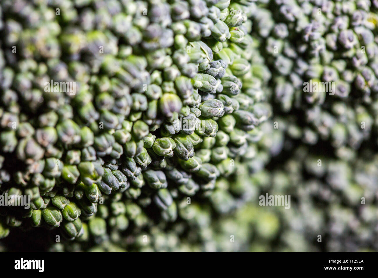 broccoli raw fresh close up Stock Photo - Alamy