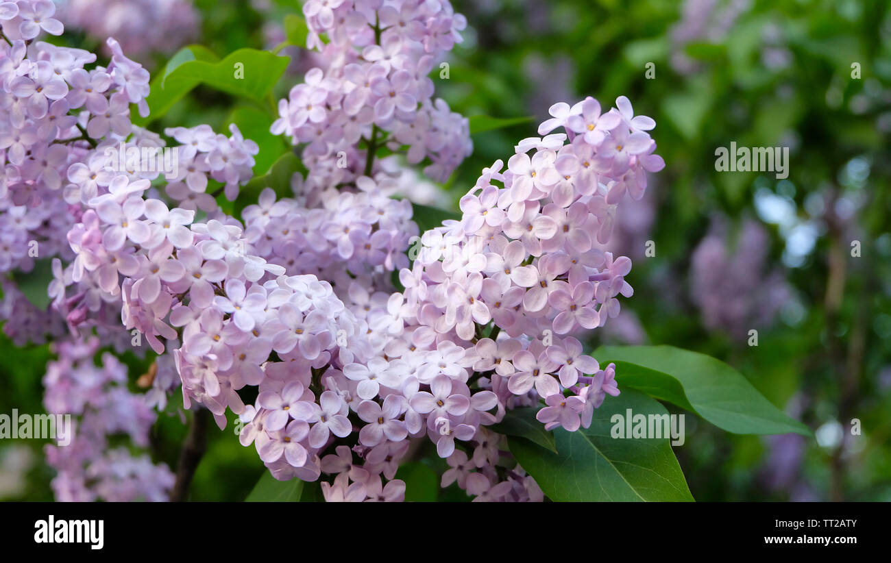 Light pastel purple hi-res stock photography and images - Alamy
