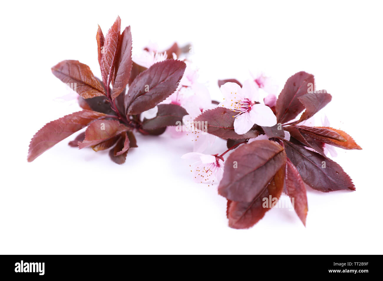 Blooming tree branch with pink flowers isolated on white Stock Photo - Alamy