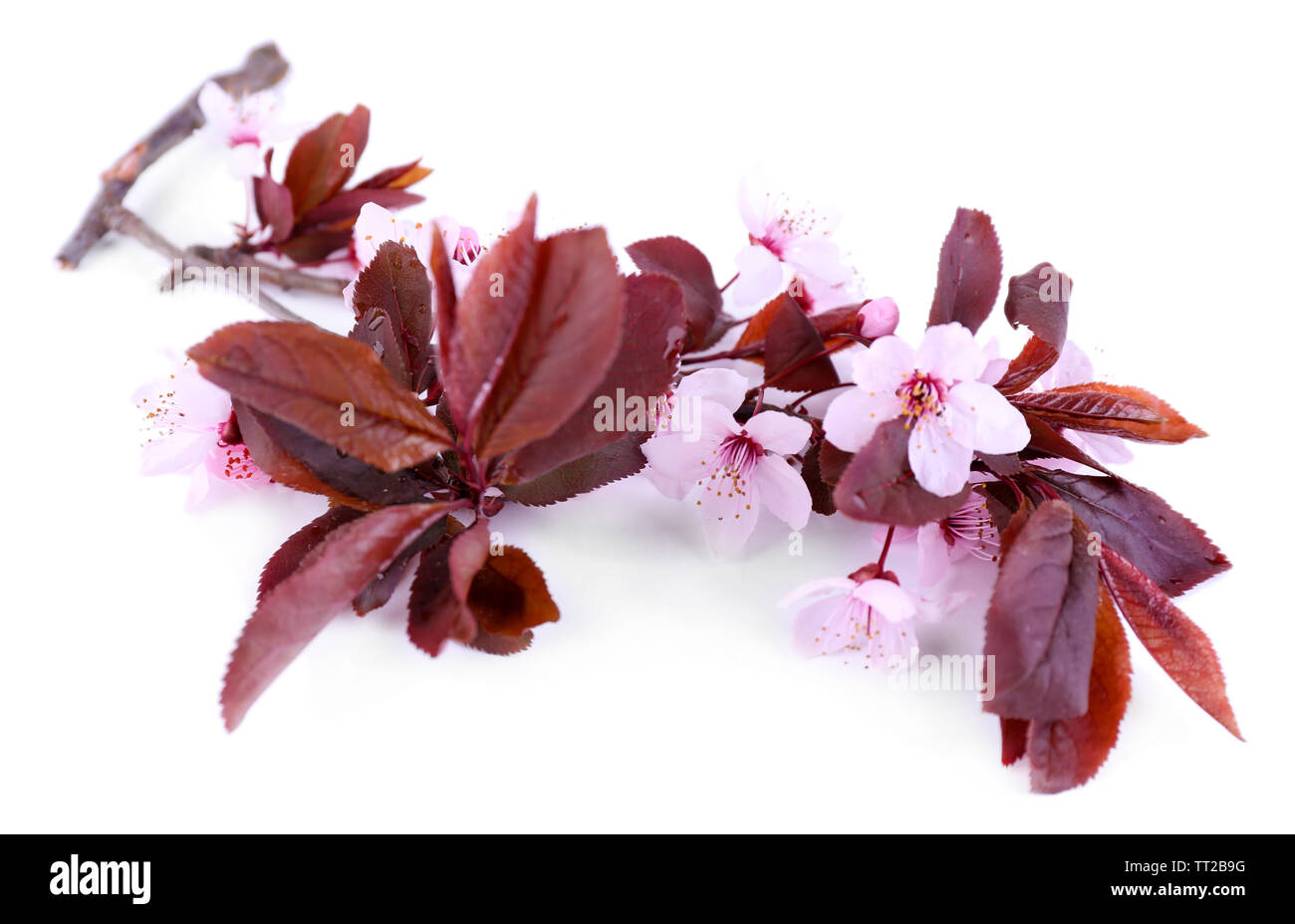 Blooming tree branch with pink flowers isolated on white Stock Photo - Alamy