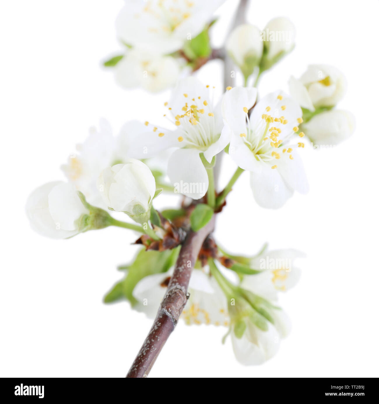 Blooming tree branch with white flowers isolated on white Stock Photo - Alamy