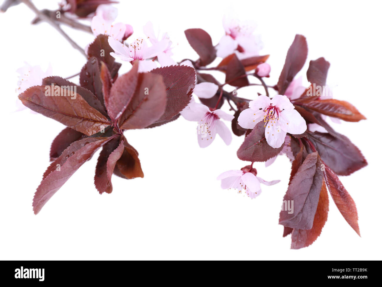 Blooming tree branch with pink flowers isolated on white Stock Photo ...