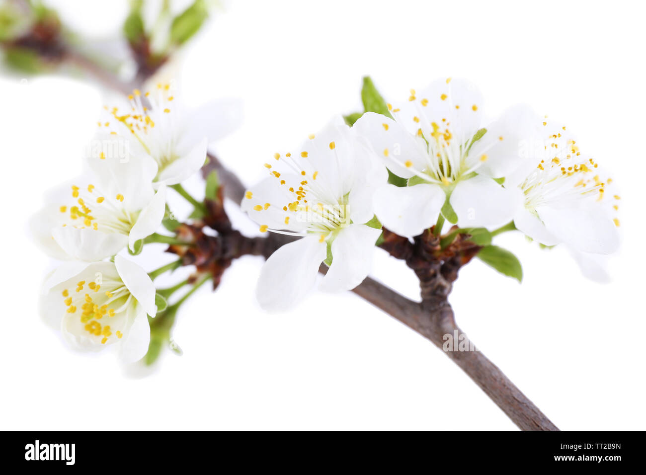 Blooming tree branch with white flowers isolated on white Stock Photo - Alamy