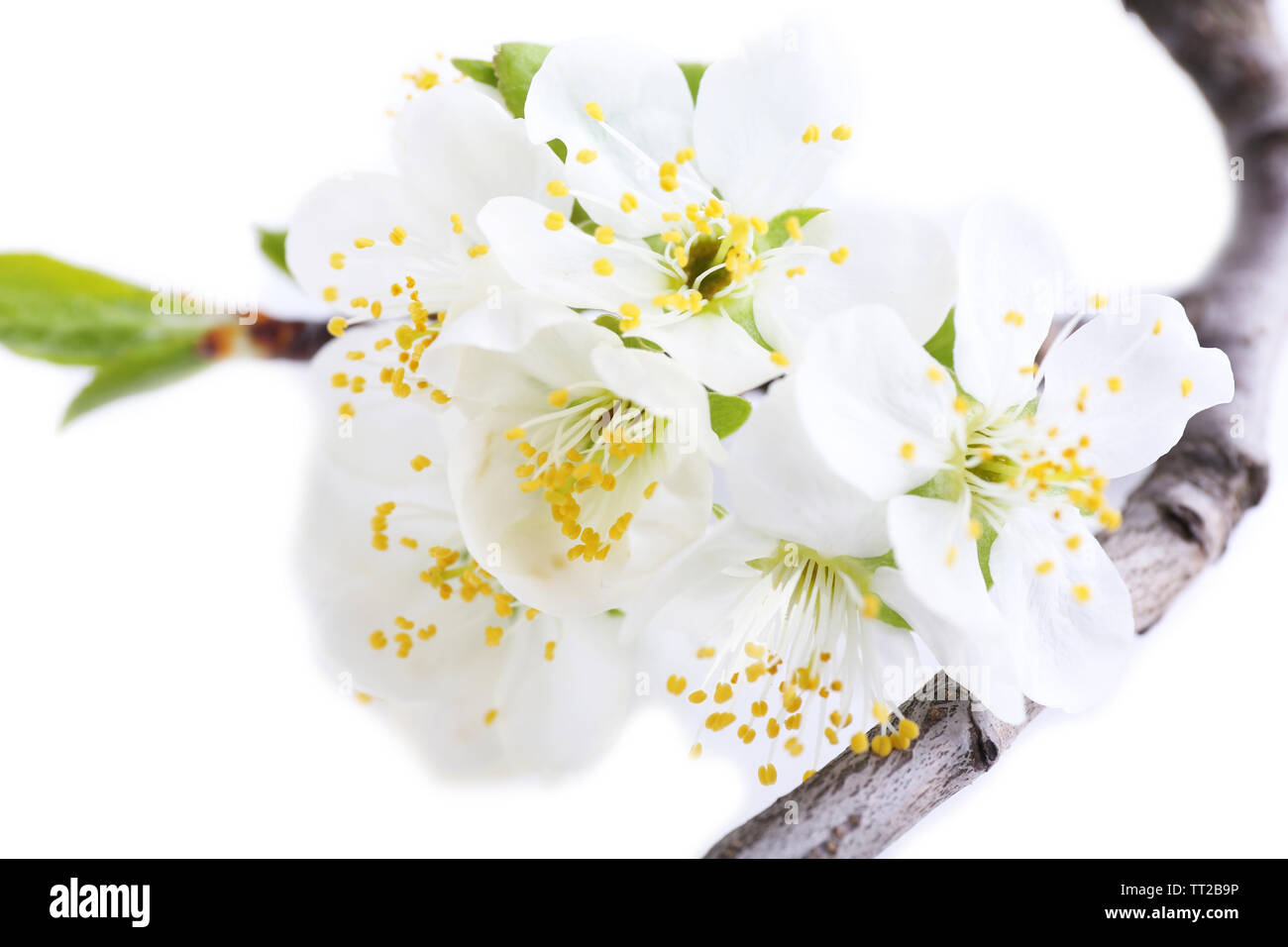Blooming tree branch with white flowers isolated on white Stock Photo - Alamy