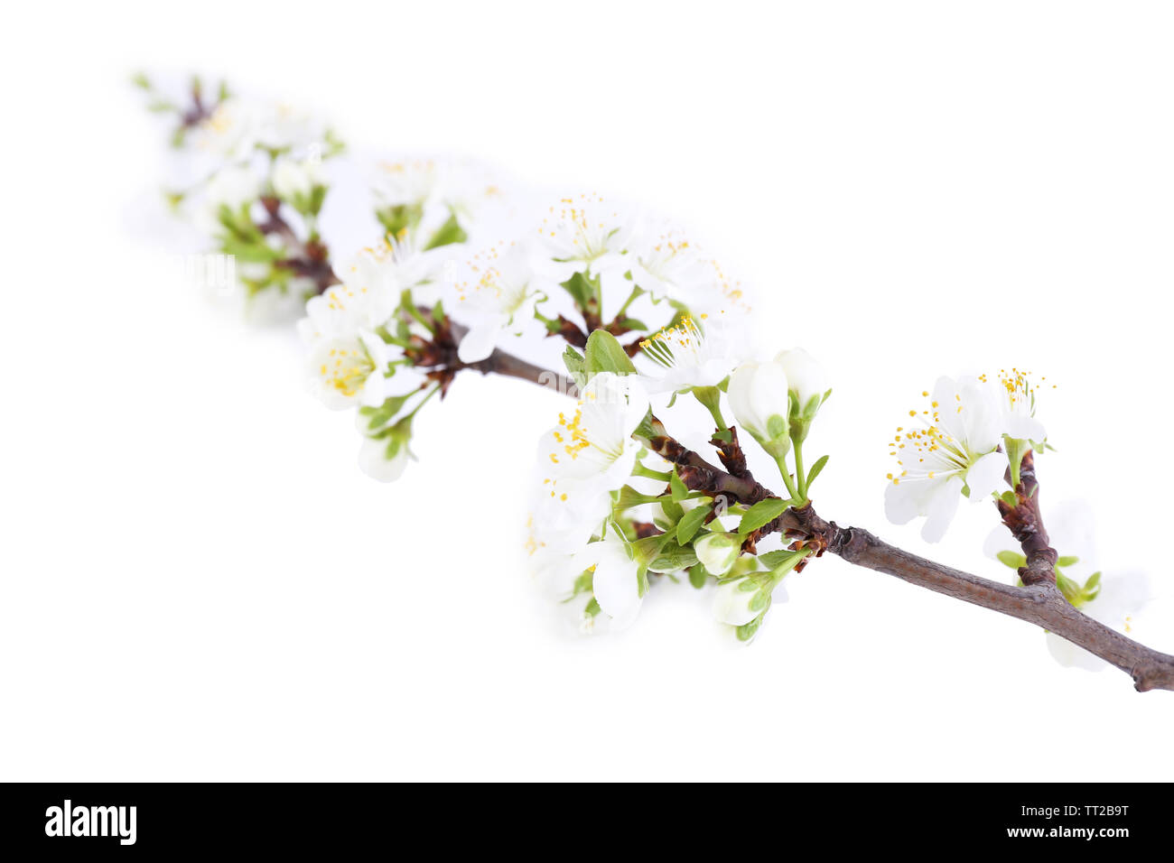 Blooming tree branch with white flowers isolated on white Stock Photo - Alamy