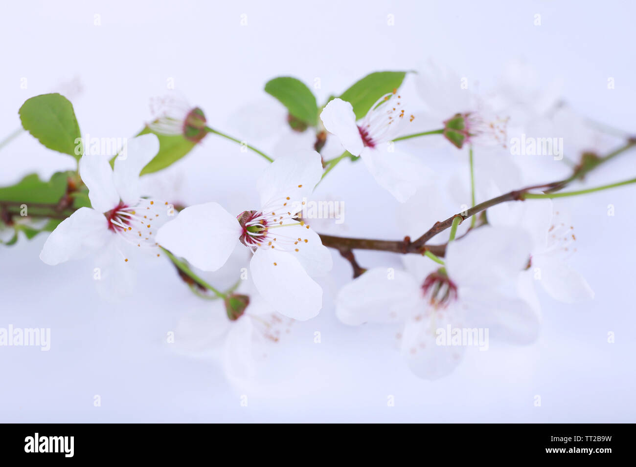 Blooming tree branch with white flowers isolated on white Stock Photo ...