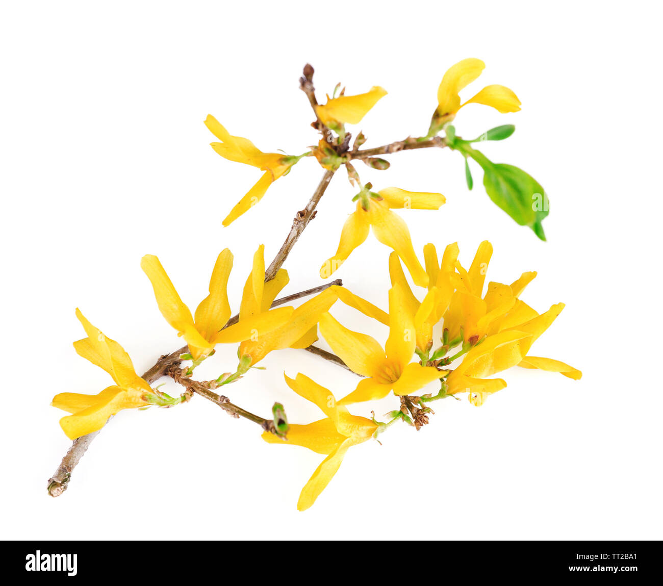 Blooming tree branch with yellow flowers isolated on white Stock Photo - Alamy
