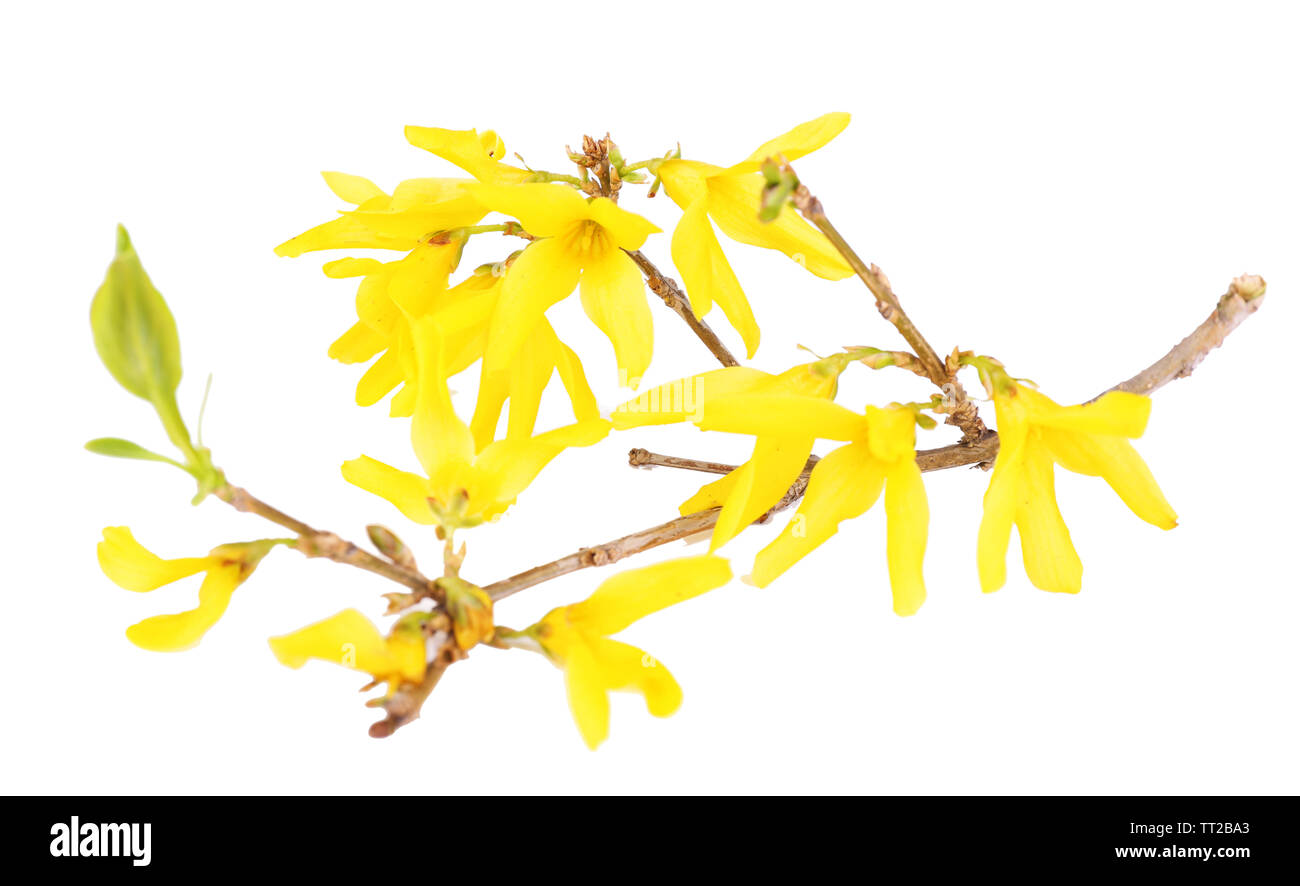 Blooming tree branch with yellow flowers isolated on white Stock Photo ...