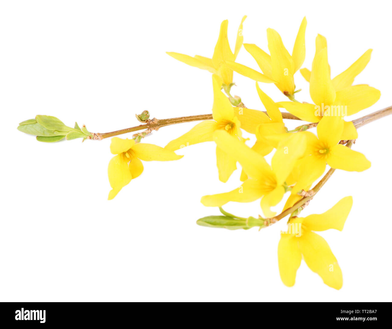 Blooming tree branch with yellow flowers isolated on white Stock Photo - Alamy