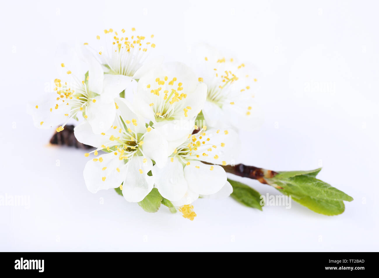 Blooming tree branch with white flowers isolated on white Stock Photo ...