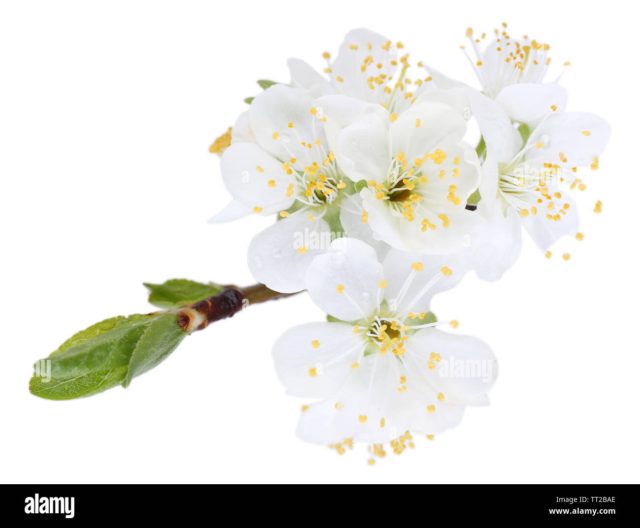 Blooming tree branch with white flowers isolated on white Stock Photo ...