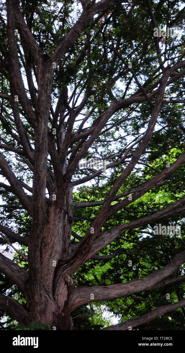 Tall tree hi-res stock photography and images - Alamy