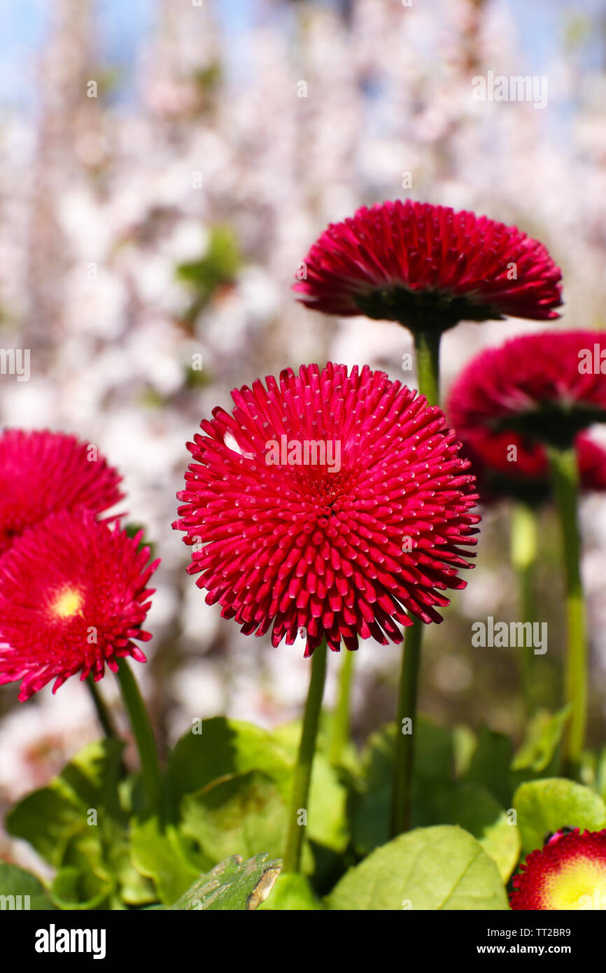 Beautiful spring flowers, outdoors Stock Photo - Alamy