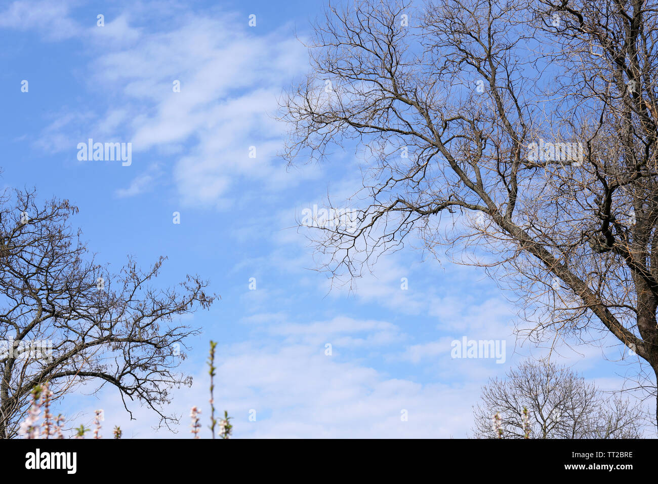 Beautiful tree, outdoors Stock Photo - Alamy
