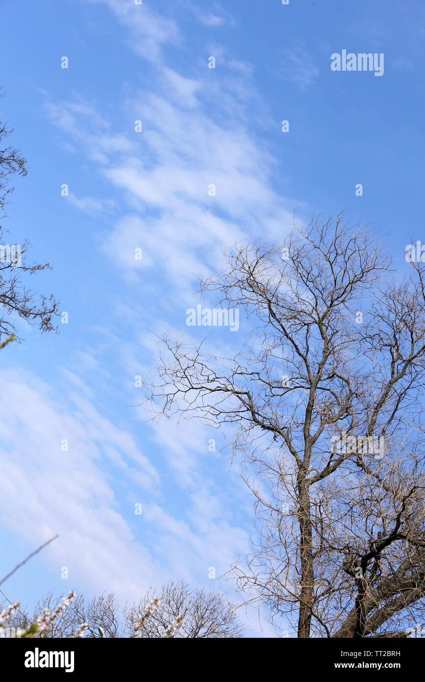 Beautiful tree, outdoors Stock Photo - Alamy