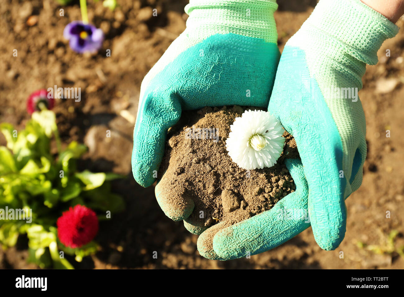 Hands holding beautiful spring flower in, outdoors Stock Photo - Alamy